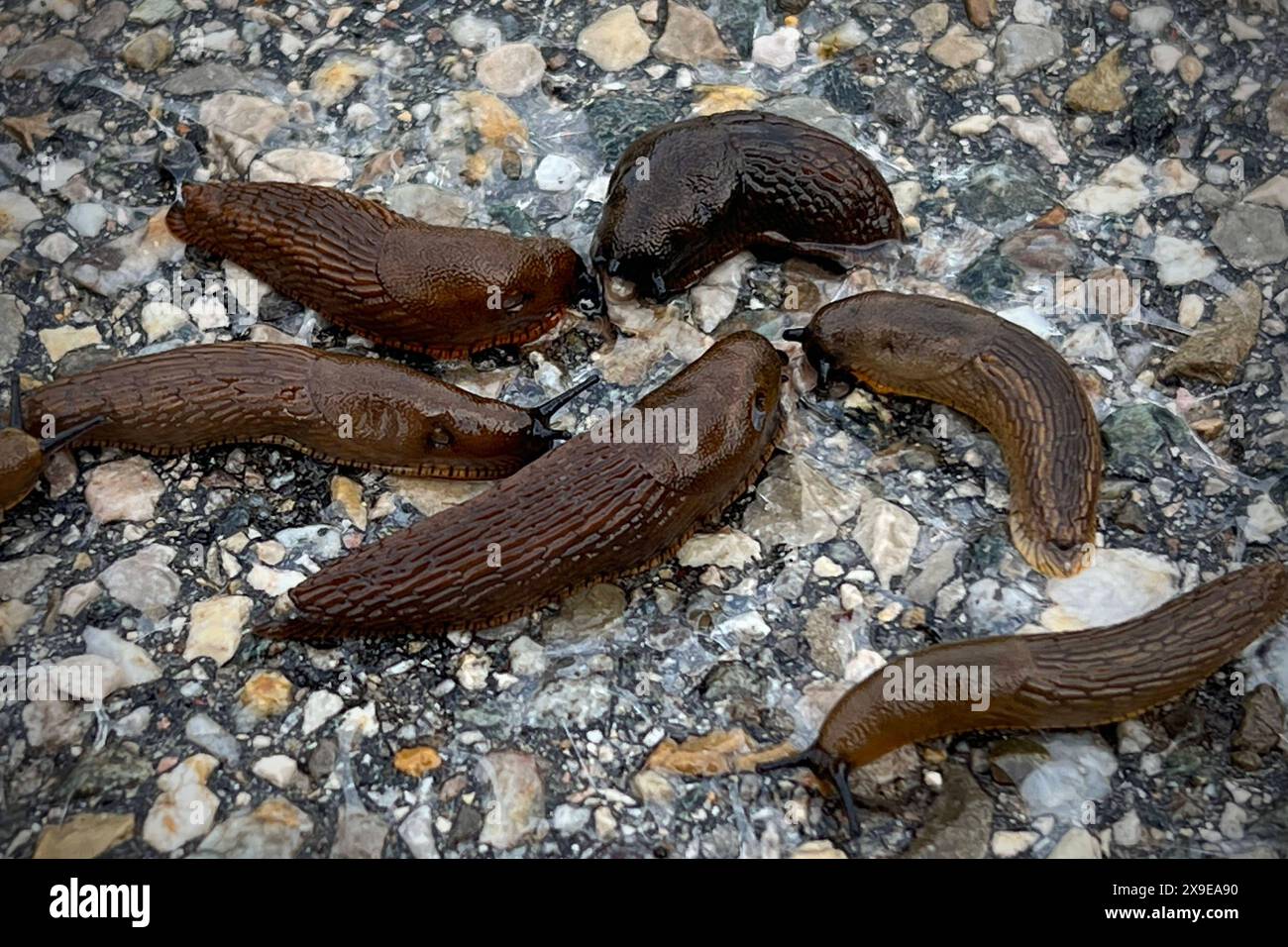 Schneckenplage,Nacktschnecken auf Asphalt. *** Slug plague,Slugs on ...