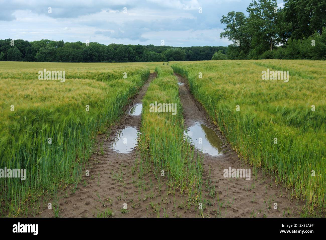 Tractor ruts in grain hi-res stock photography and images - Alamy
