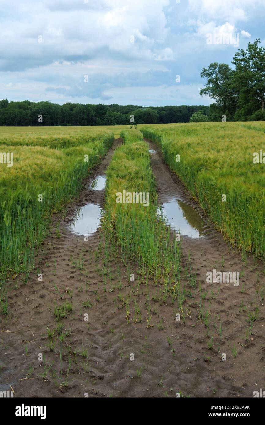 Tractor ruts in grain hi-res stock photography and images - Alamy