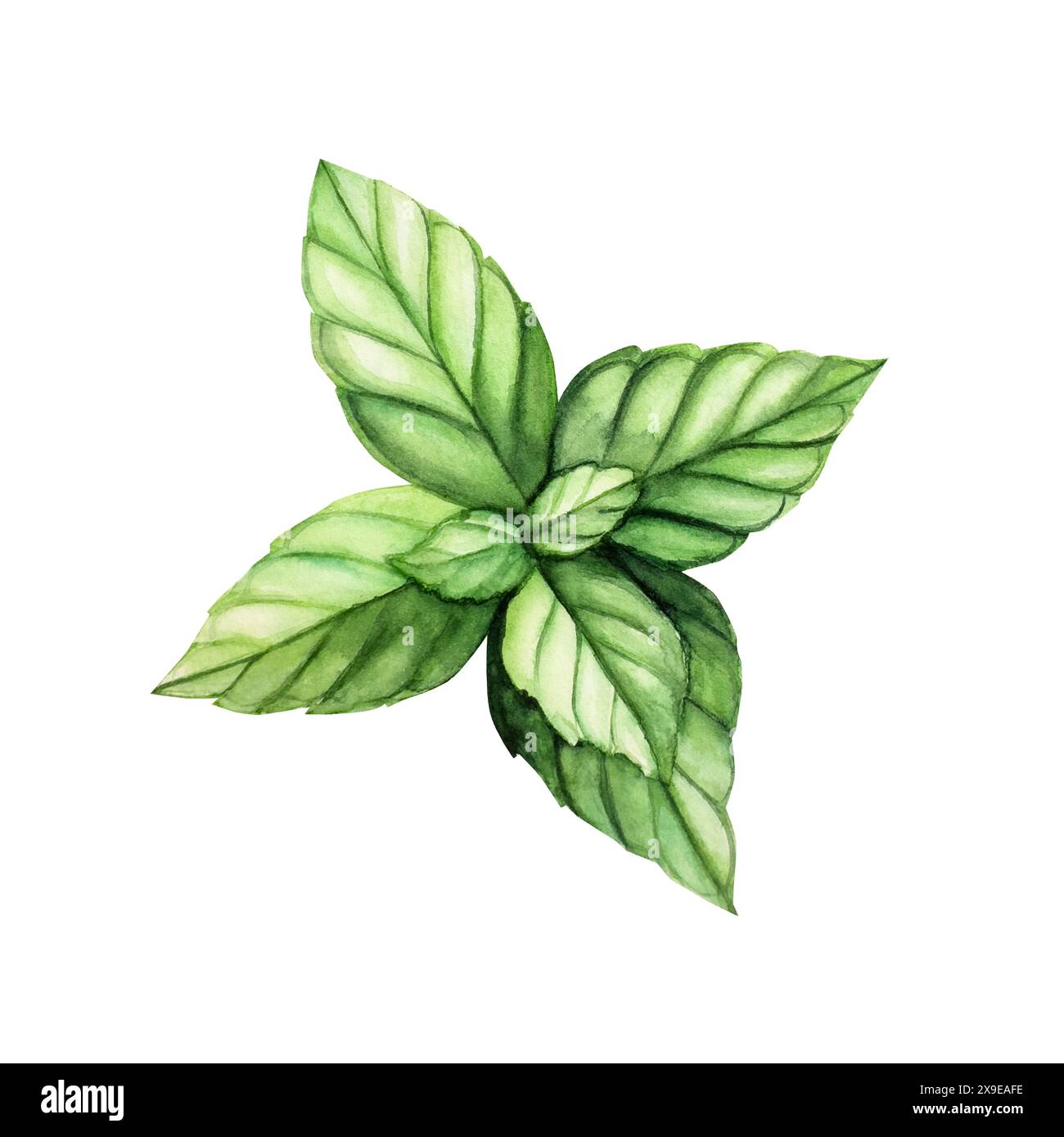 Fresh green mint. Hand painting peppermint leaves, botanical watercolor ...