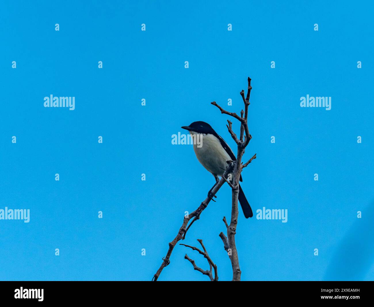 Timor bushchat, Saxicola gutturalis, an endemic bird to Timor ...