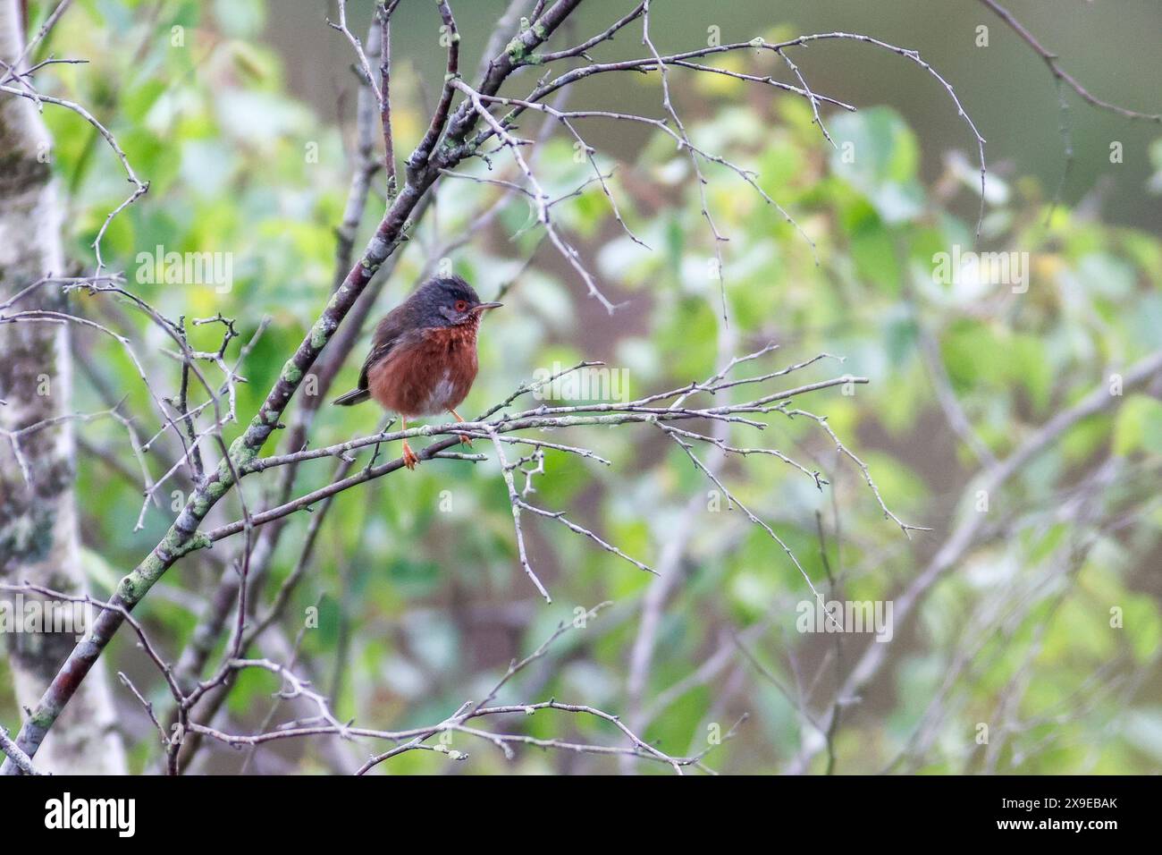 Thursley Common, Elstead. 30th May 2024. An unsettled start to the day ...