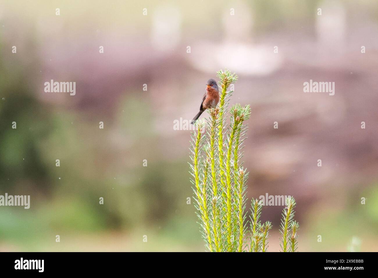 Thursley Common, Elstead. 30th May 2024. An unsettled start to the day ...