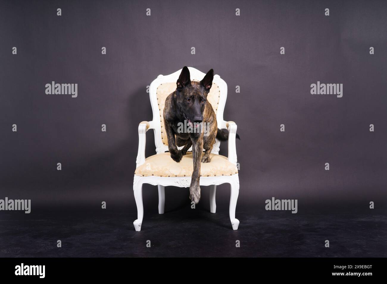 Beagle dog sitting chair hi-res stock photography and images - Alamy
