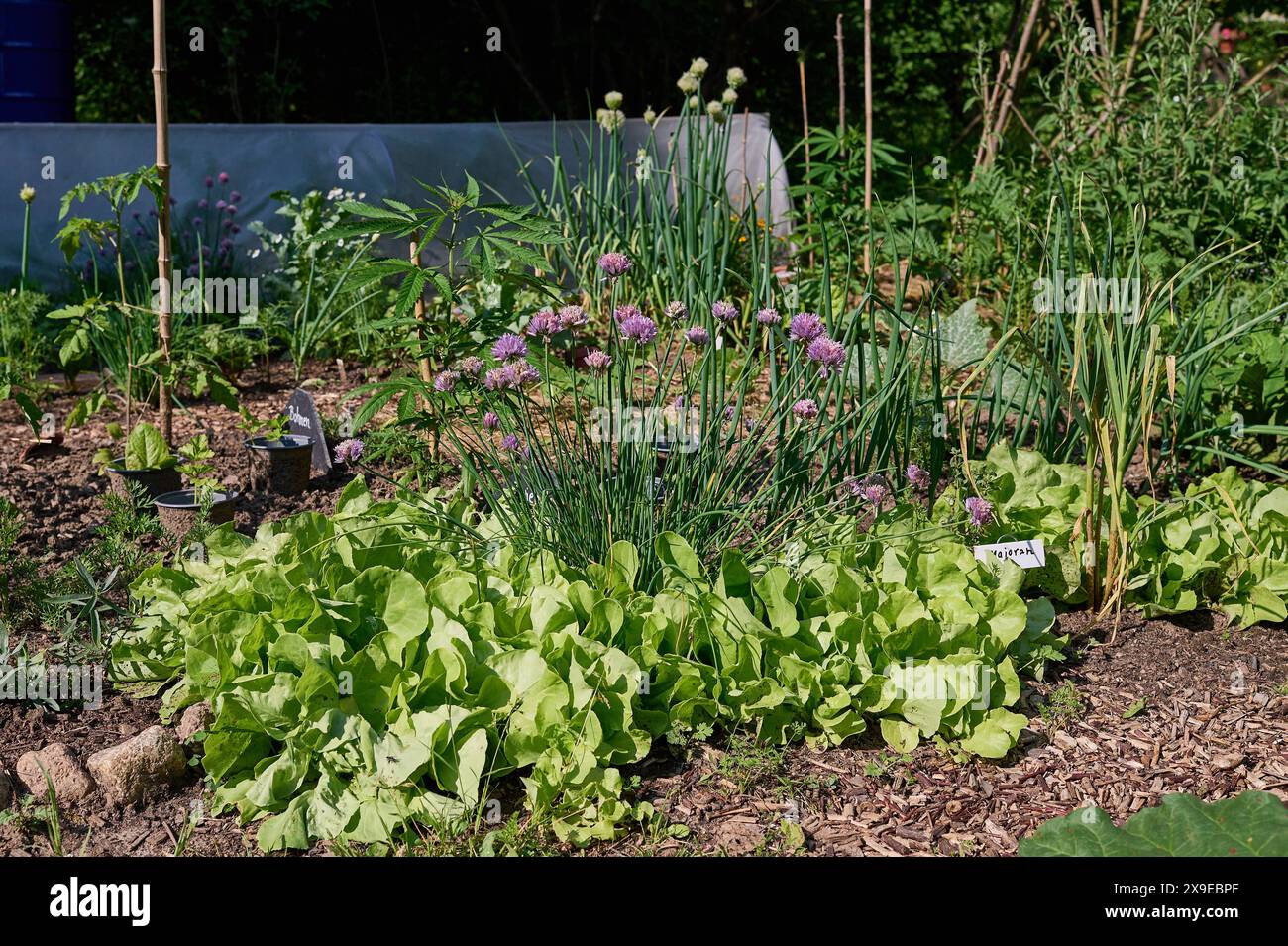 Garten Gemuesebeet Mischkultur Gemueseanbau im eigenen Garten. Ein ...