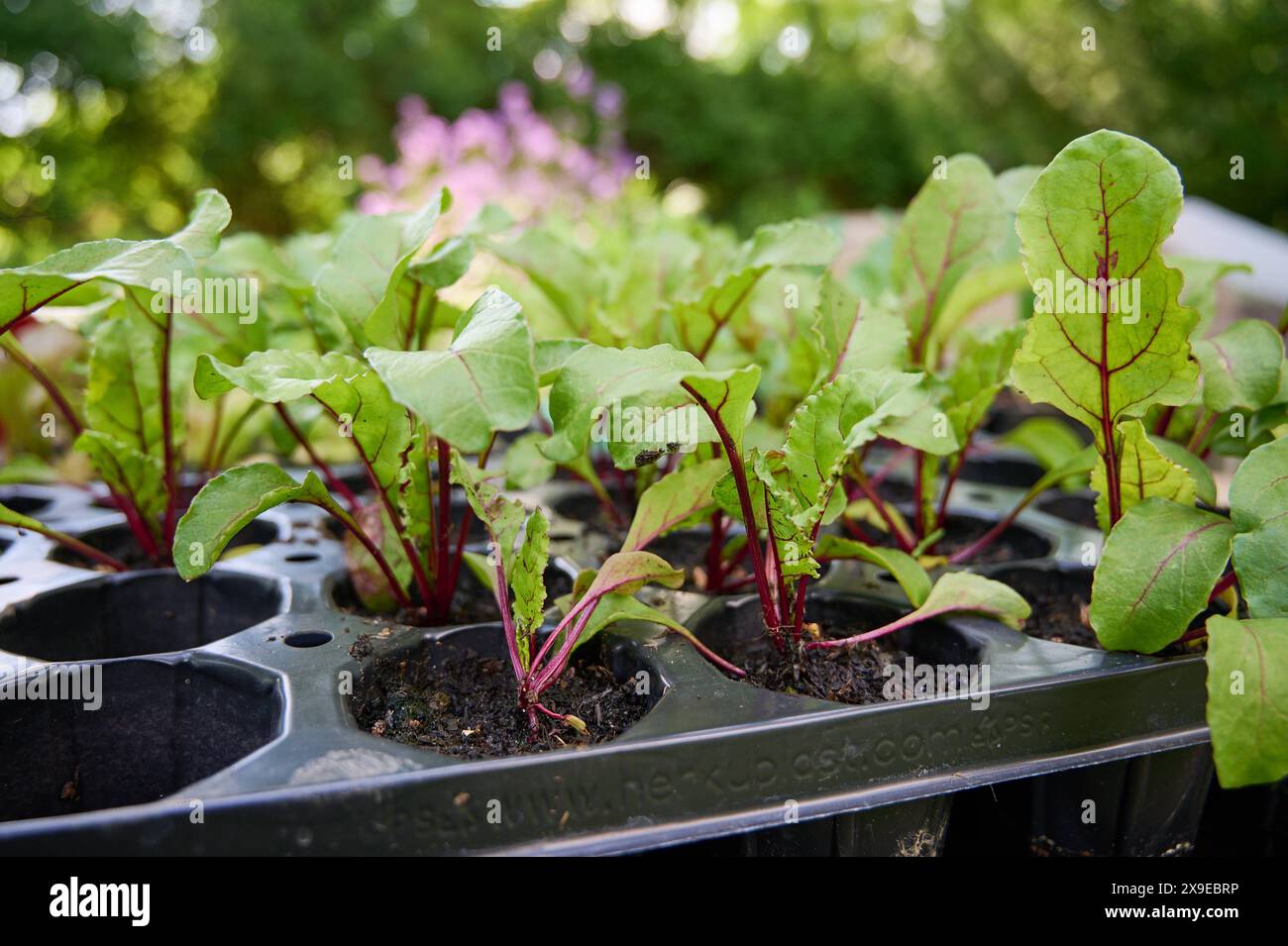 Selbsversorgung hi-res stock photography and images - Alamy