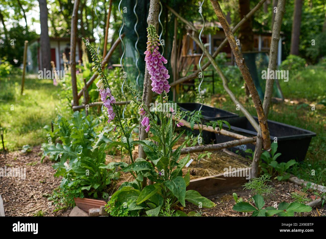 Die familie der plantaginaceae hi-res stock photography and images - Alamy