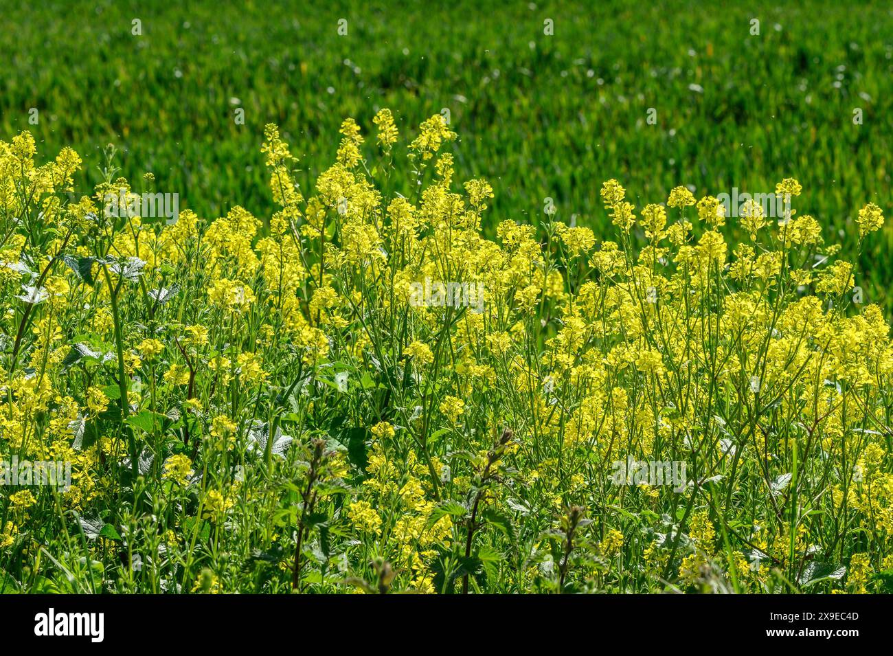 Insects flying around Yellow Charlock (Sinapis arvensis) flowers in an ...