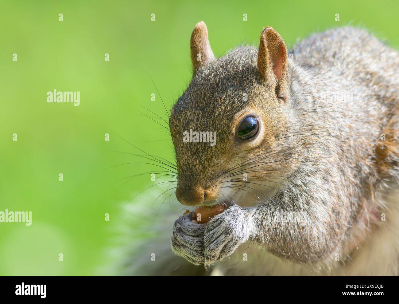 Grey Squirrel (Eastern Grey Squirrel / Gray Squirrel) Sciurus ...