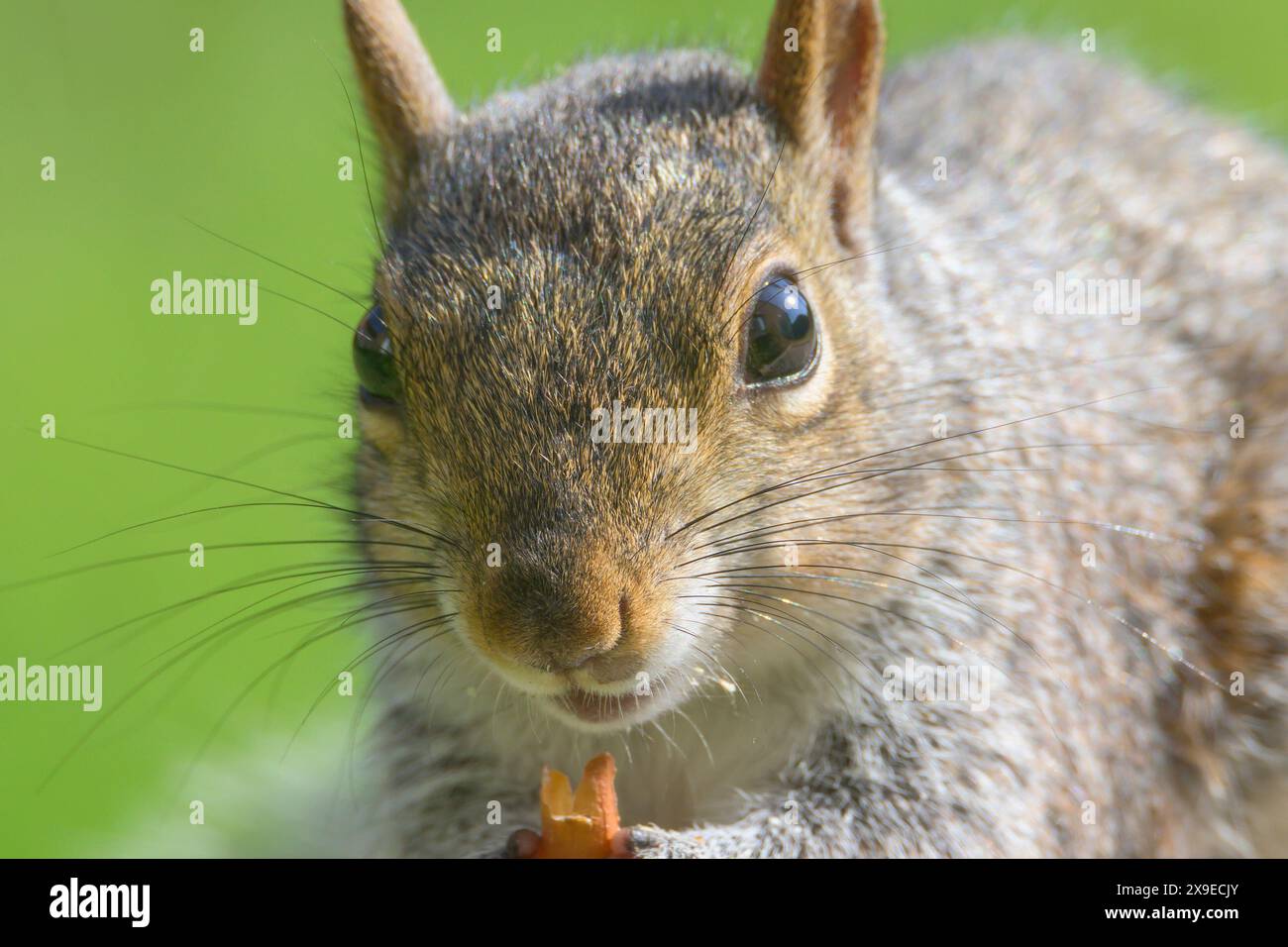 Grey Squirrel (Eastern Grey Squirrel / Gray Squirrel) Sciurus ...
