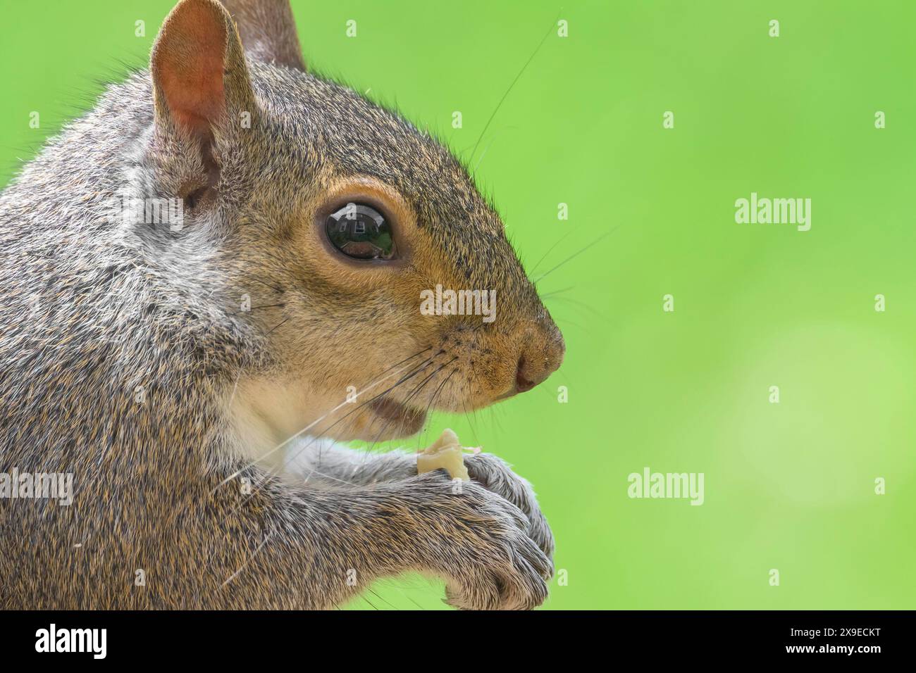 Grey Squirrel (Eastern Grey Squirrel / Gray Squirrel) Sciurus ...