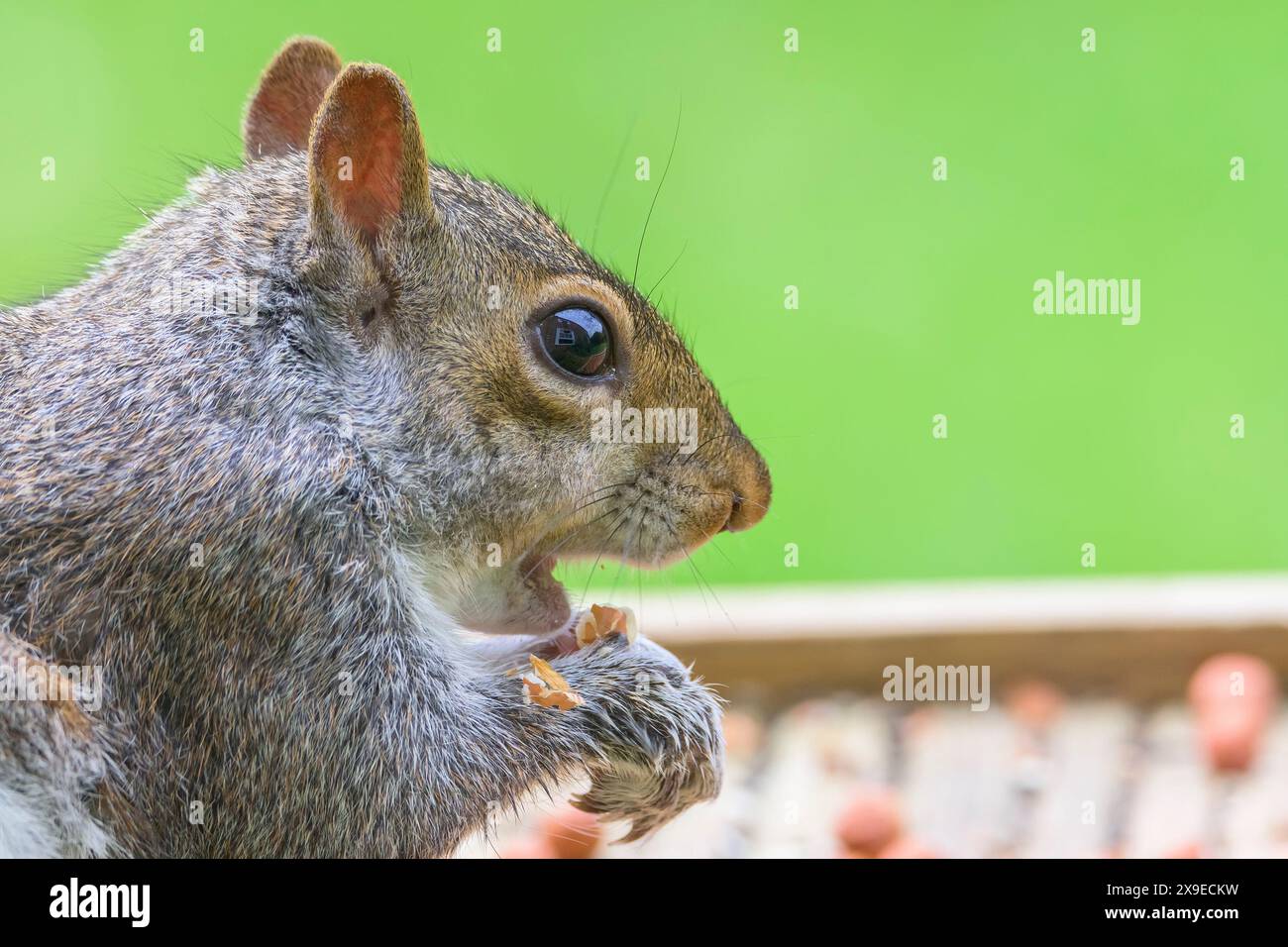 Grey Squirrel (Eastern Grey Squirrel / Gray Squirrel) Sciurus carolinensis. Eating a peanut from ...
