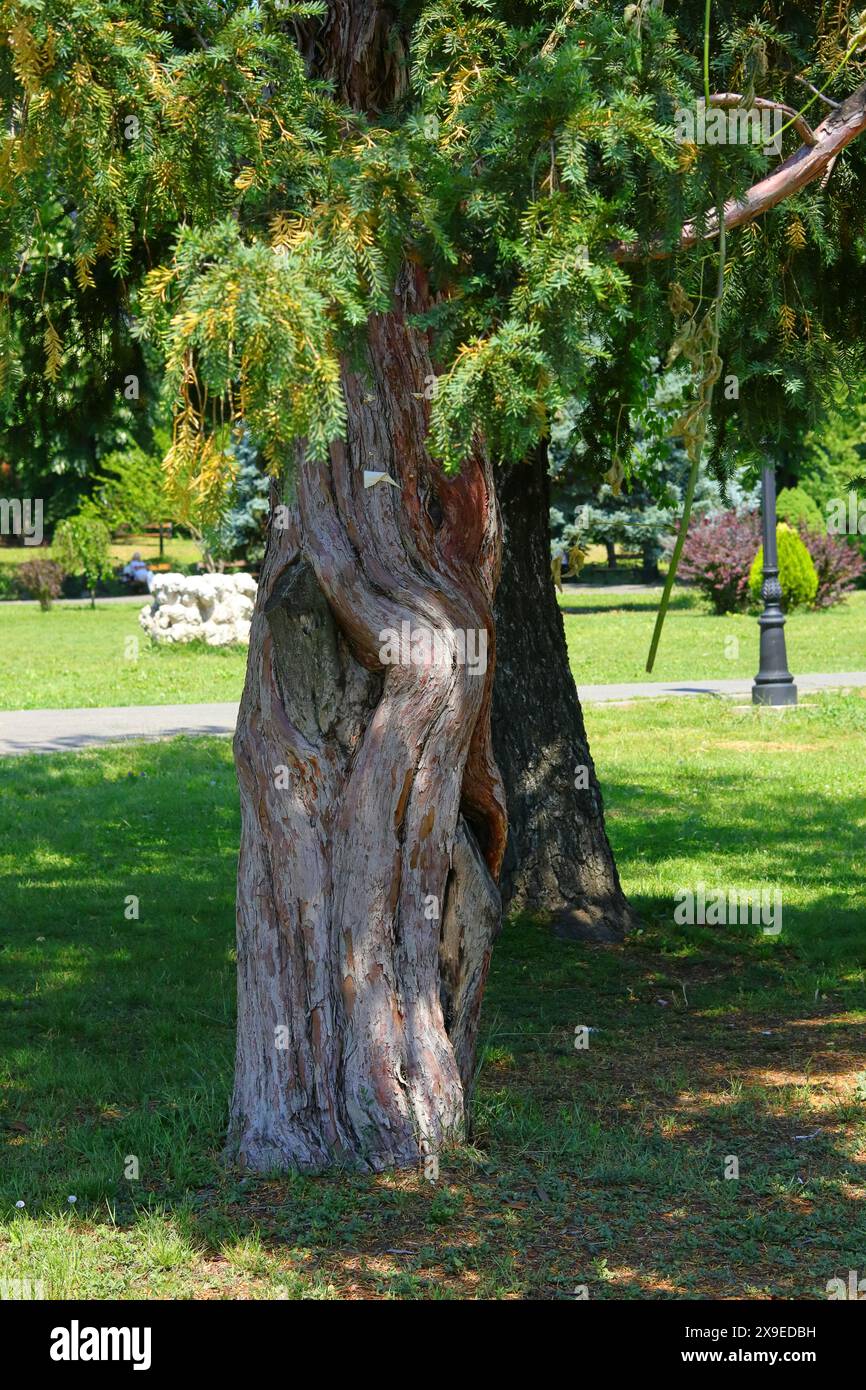 The interesting shape of a tree trunk Stock Photo - Alamy