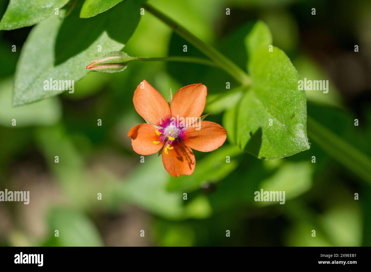 Scarlet pimpernel flower hi-res stock photography and images - Alamy