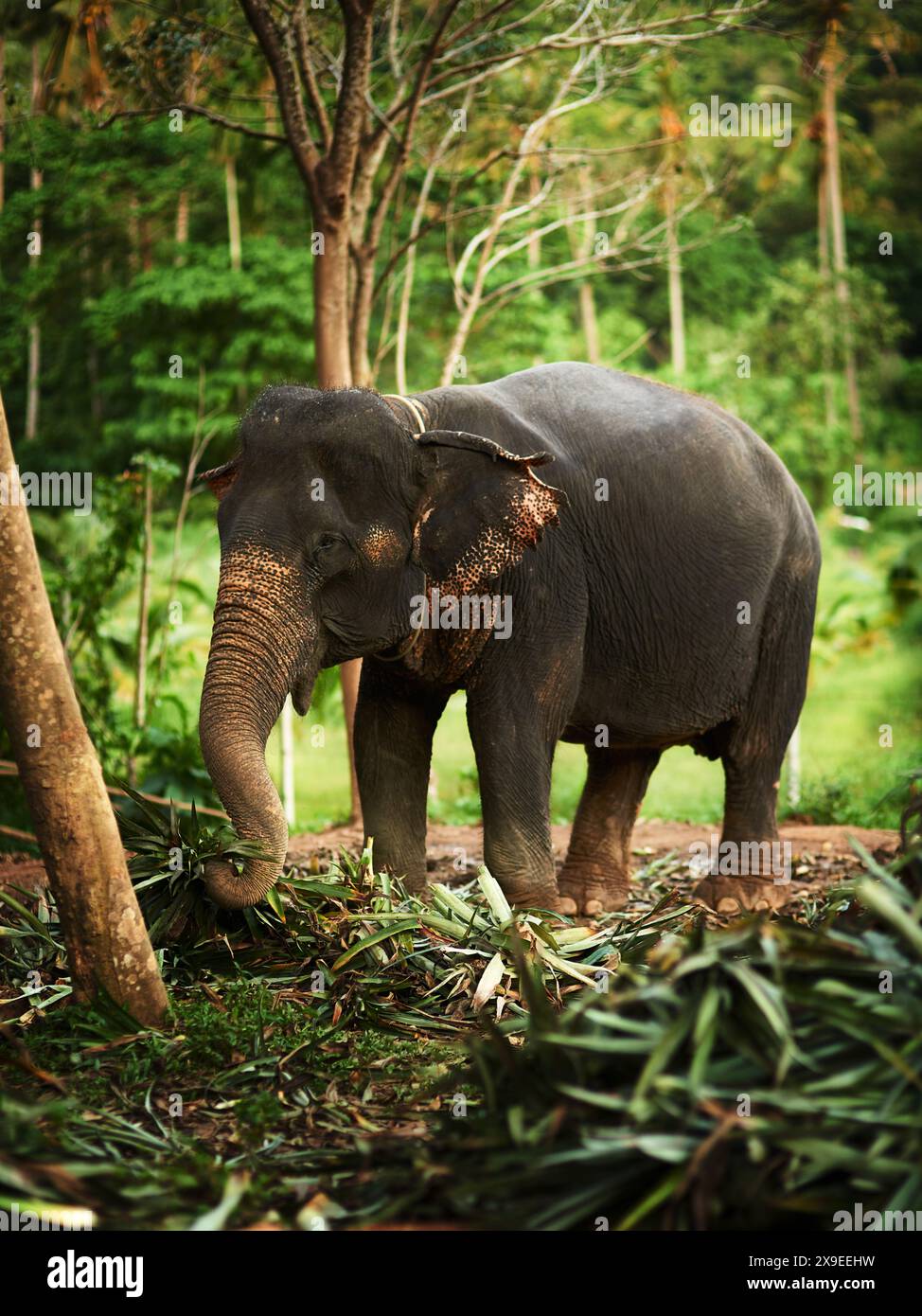 Forest, green and elephant eating plants in jungle or nature with ...