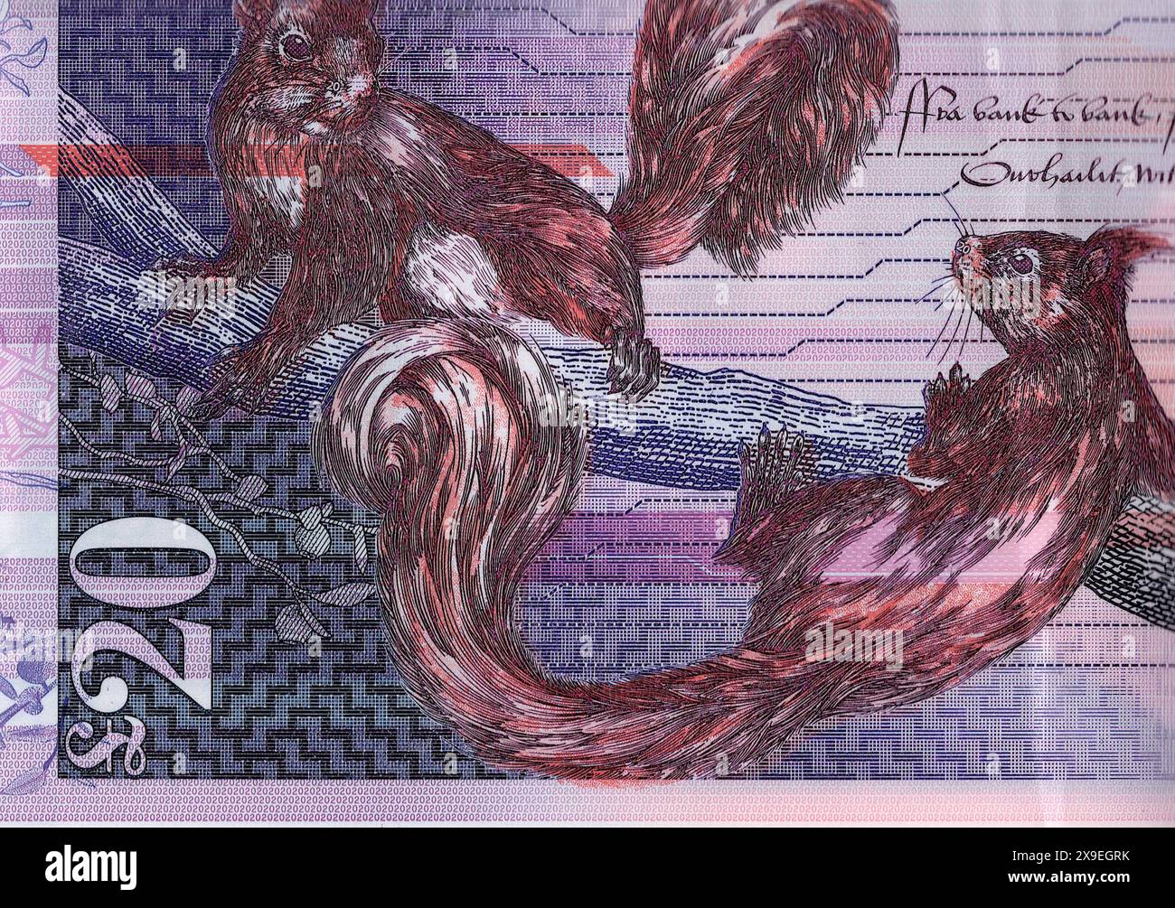 Close up of a modern twenty pound polymer banknote from Scotland on a ...