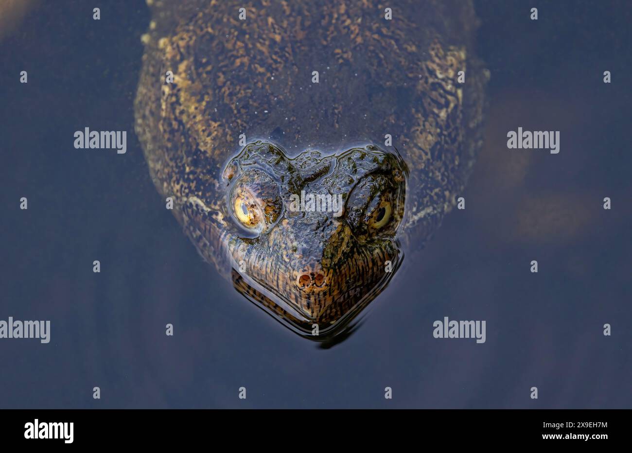 Snapping turtle poking its head out of the water in Ottawa, Canada ...