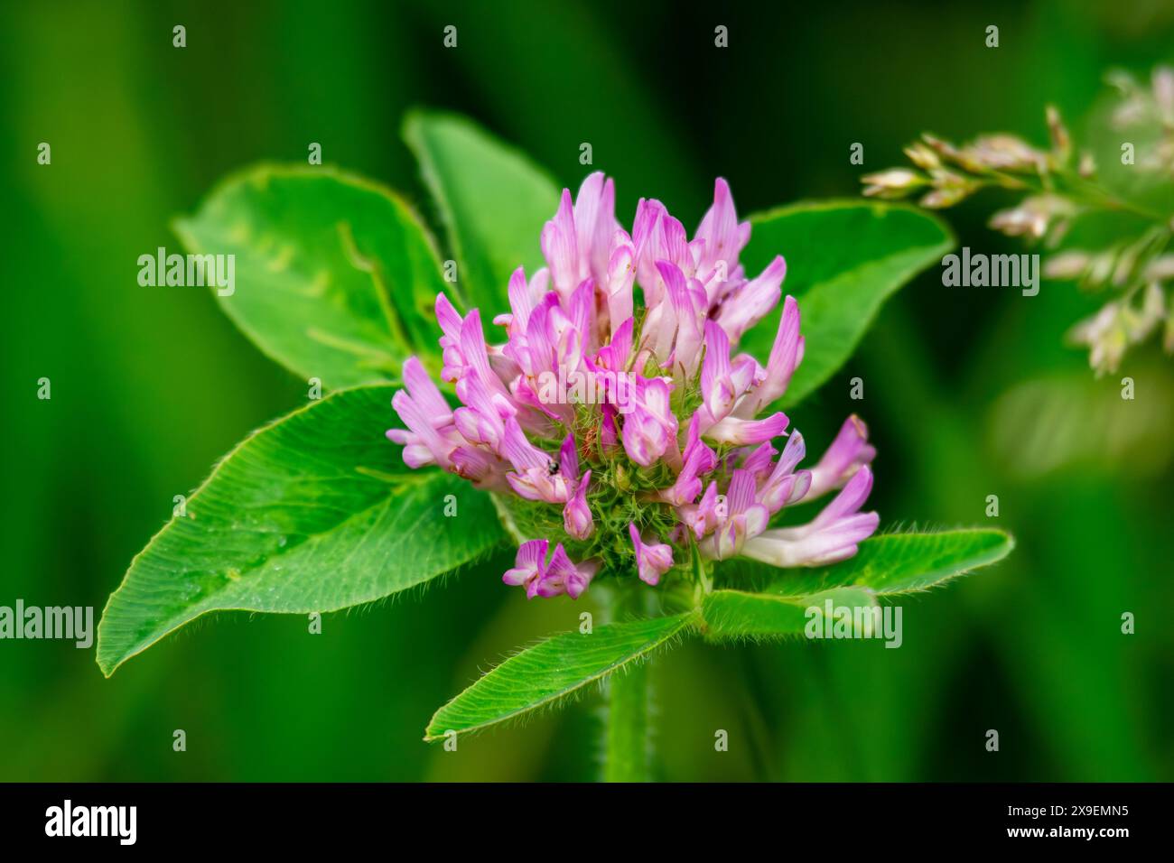 Purple clover trifolium purpureum hi-res stock photography and images ...