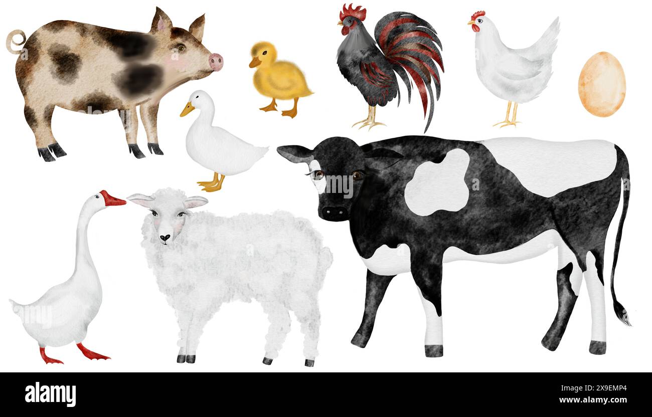 Farm animals chicken pig hi-res stock photography and images - Alamy