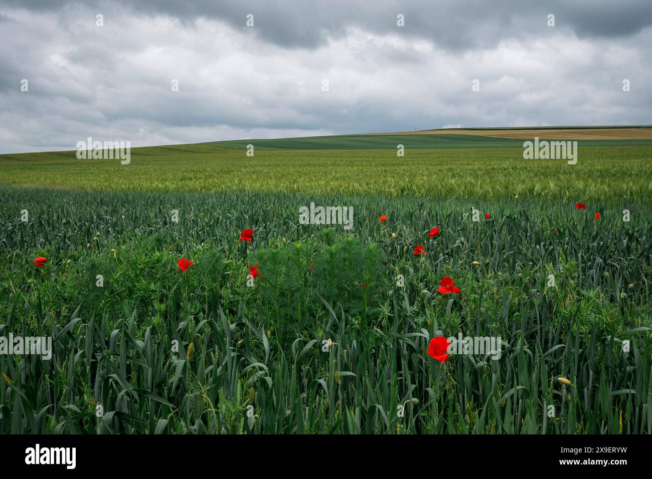 Eisfeld, Germany. 31st May, 2024. Corn poppies grow in a field. Dark ...