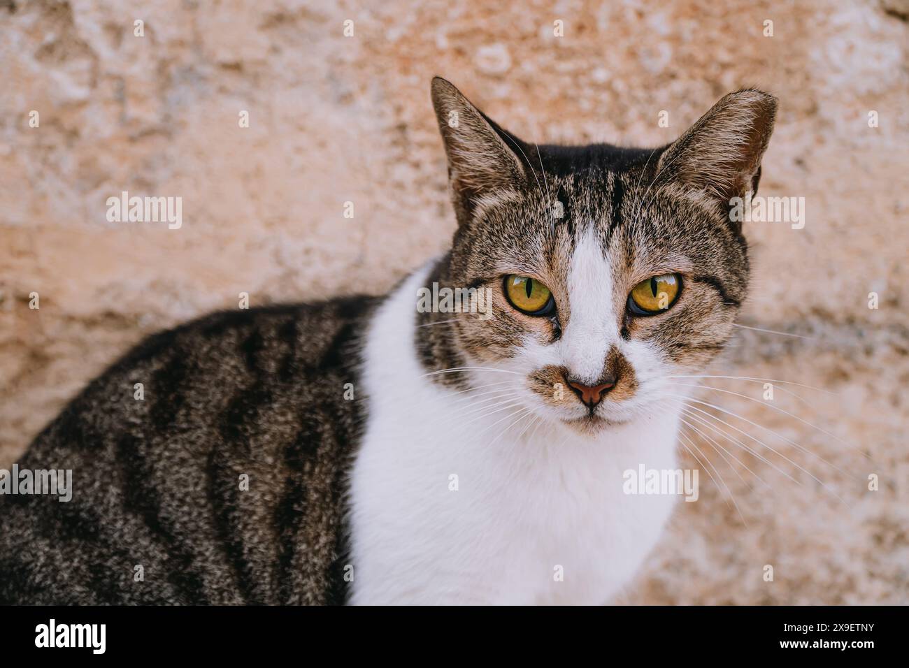 Stray feral cat on the street Stock Photo - Alamy