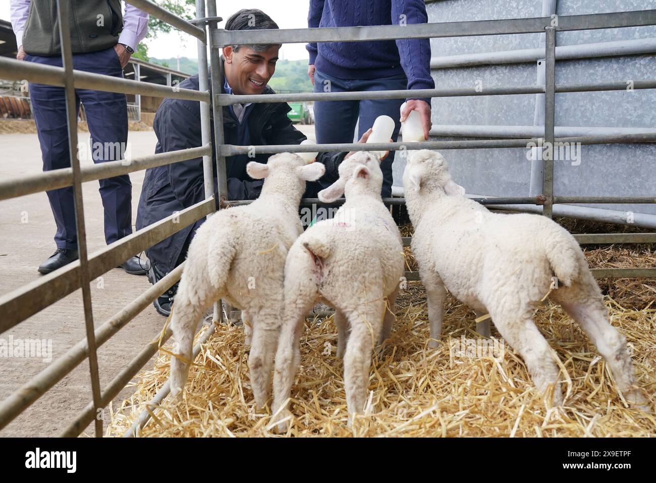 Prime Minister Rishi Sunak bottle feeding lambs during a visit to ...