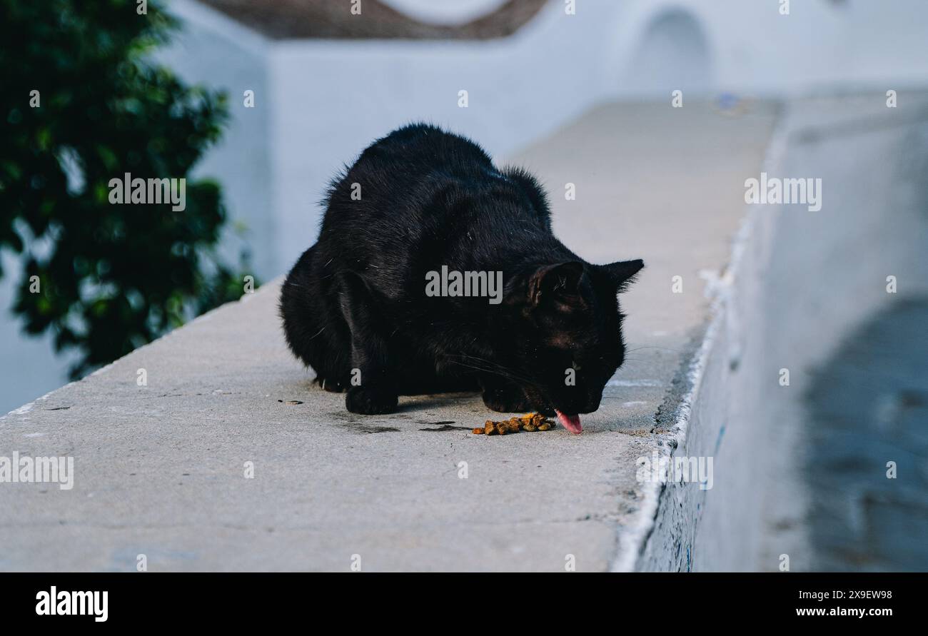 Stray feral cat eating on the street Stock Photo - Alamy