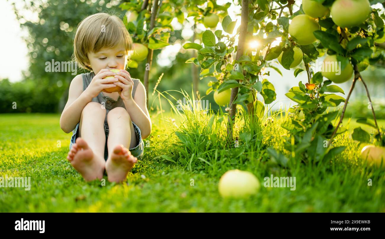 Cute toddler boy helping to harvest apples in apple tree orchard in ...