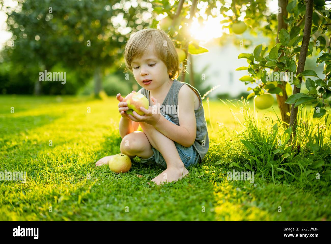 Cute toddler boy helping to harvest apples in apple tree orchard in ...