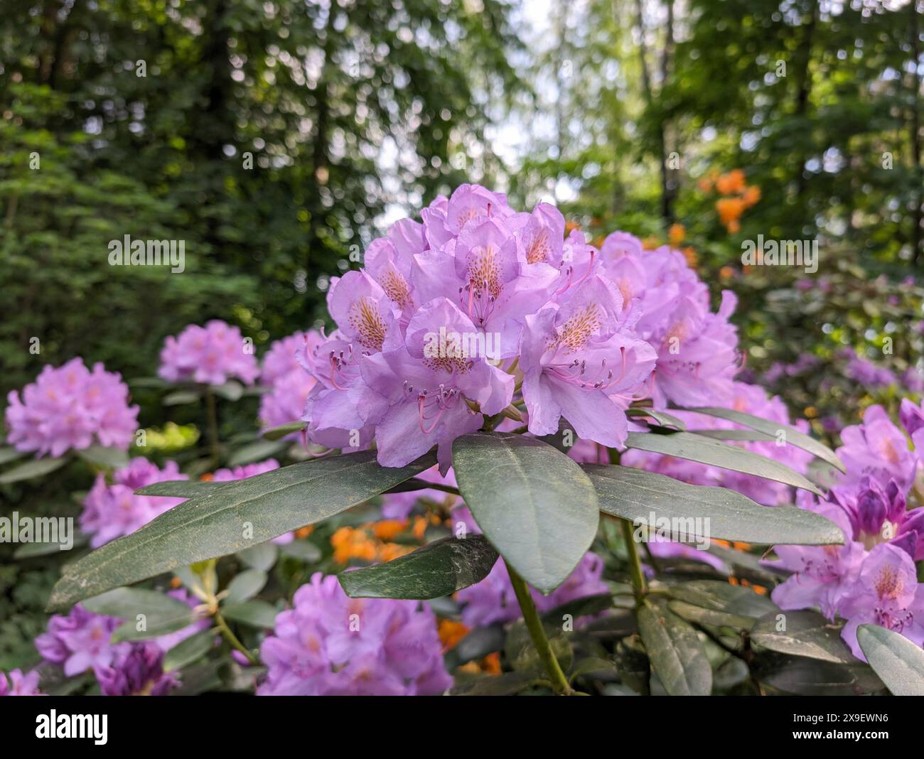 Beautiful purple rhododendron flowers close up. Lushly blooming ...