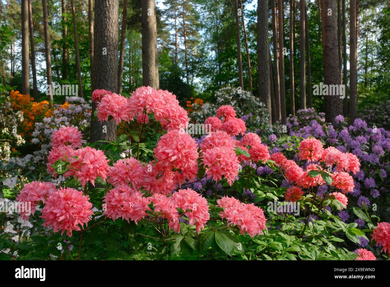 Beautiful pink rhododendron flowers close up, lushly blooming ...