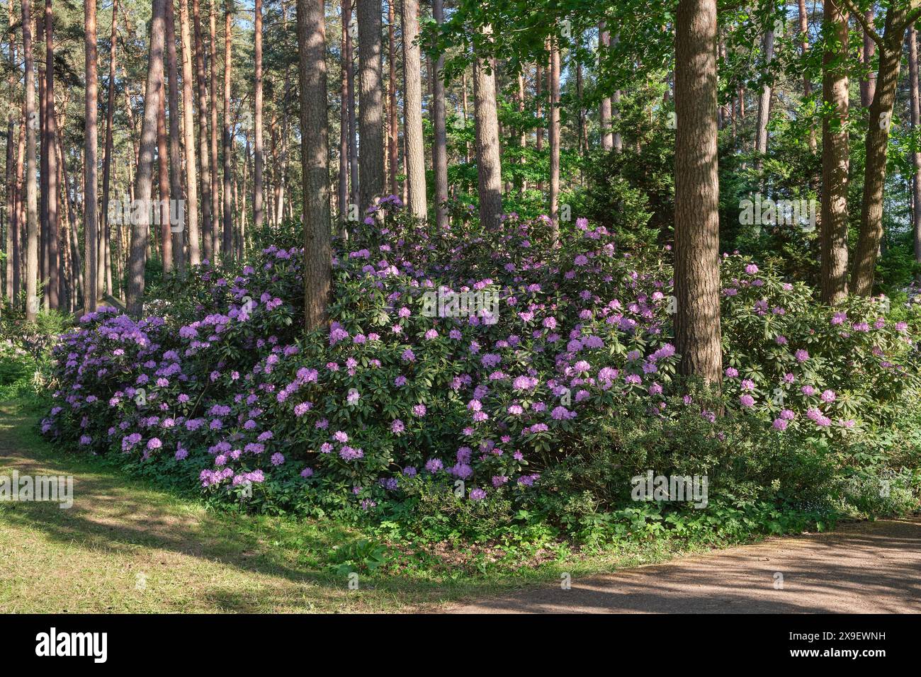 Beautiful lushly blooming Rhododendrons bush in a pine forest. Garden ...
