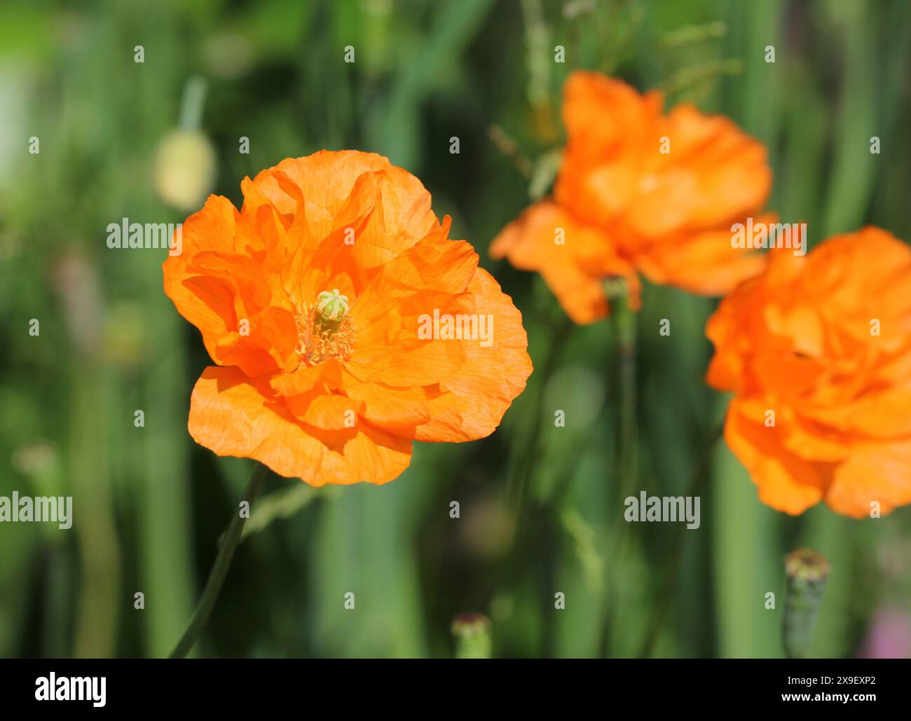 Rupifragum hi-res stock photography and images - Alamy