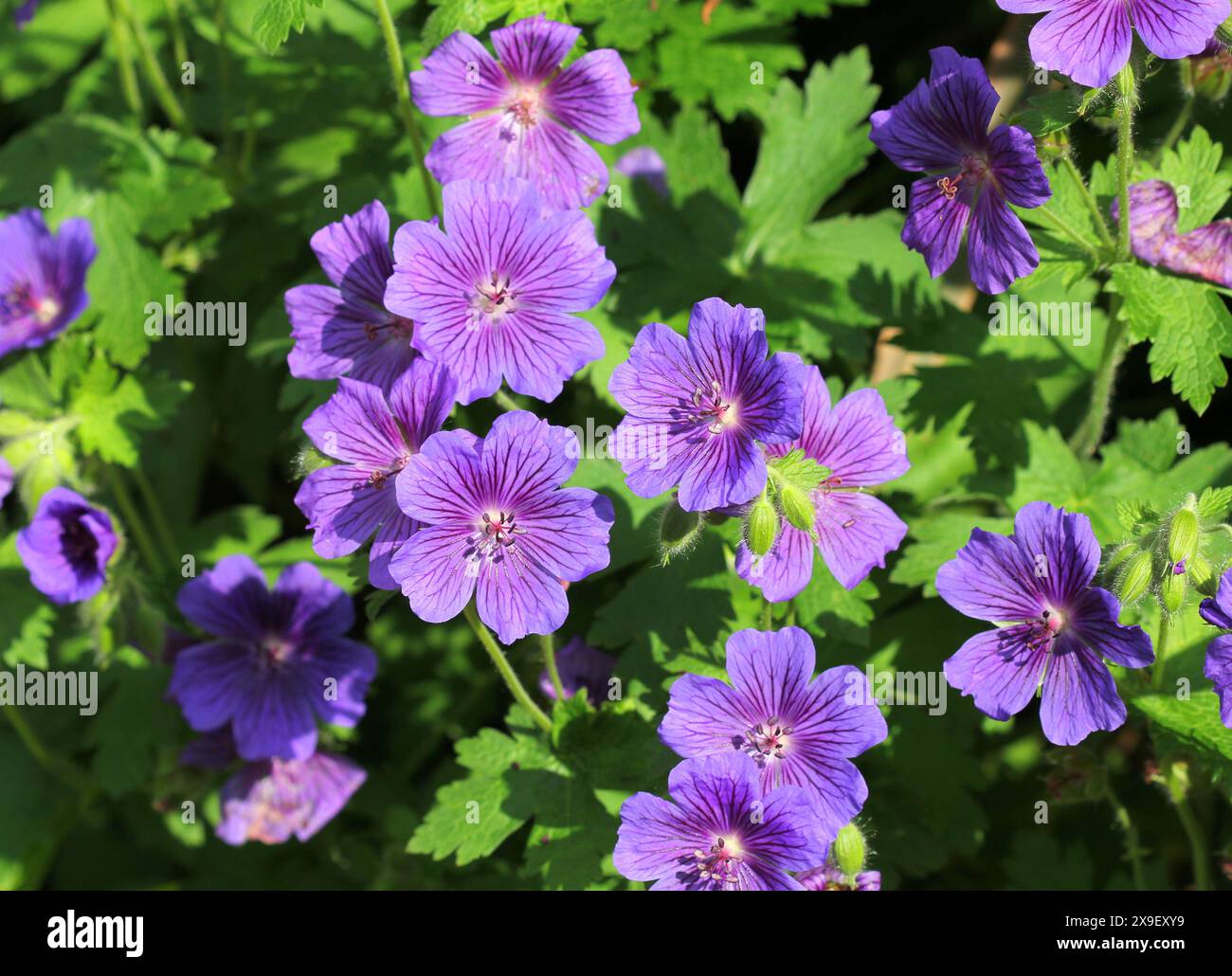A close up of Geranium × magnificum, purple cranesbill Stock Photo - Alamy