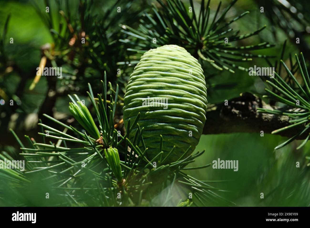 evergreen tree branch with cone of cedar (cedrus deodara Stock Photo ...
