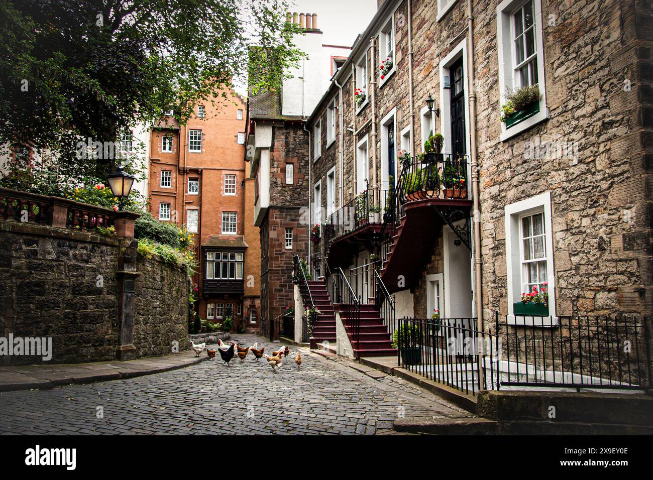 A flock of chickens wandering loose along a deserted cobblestoned ...