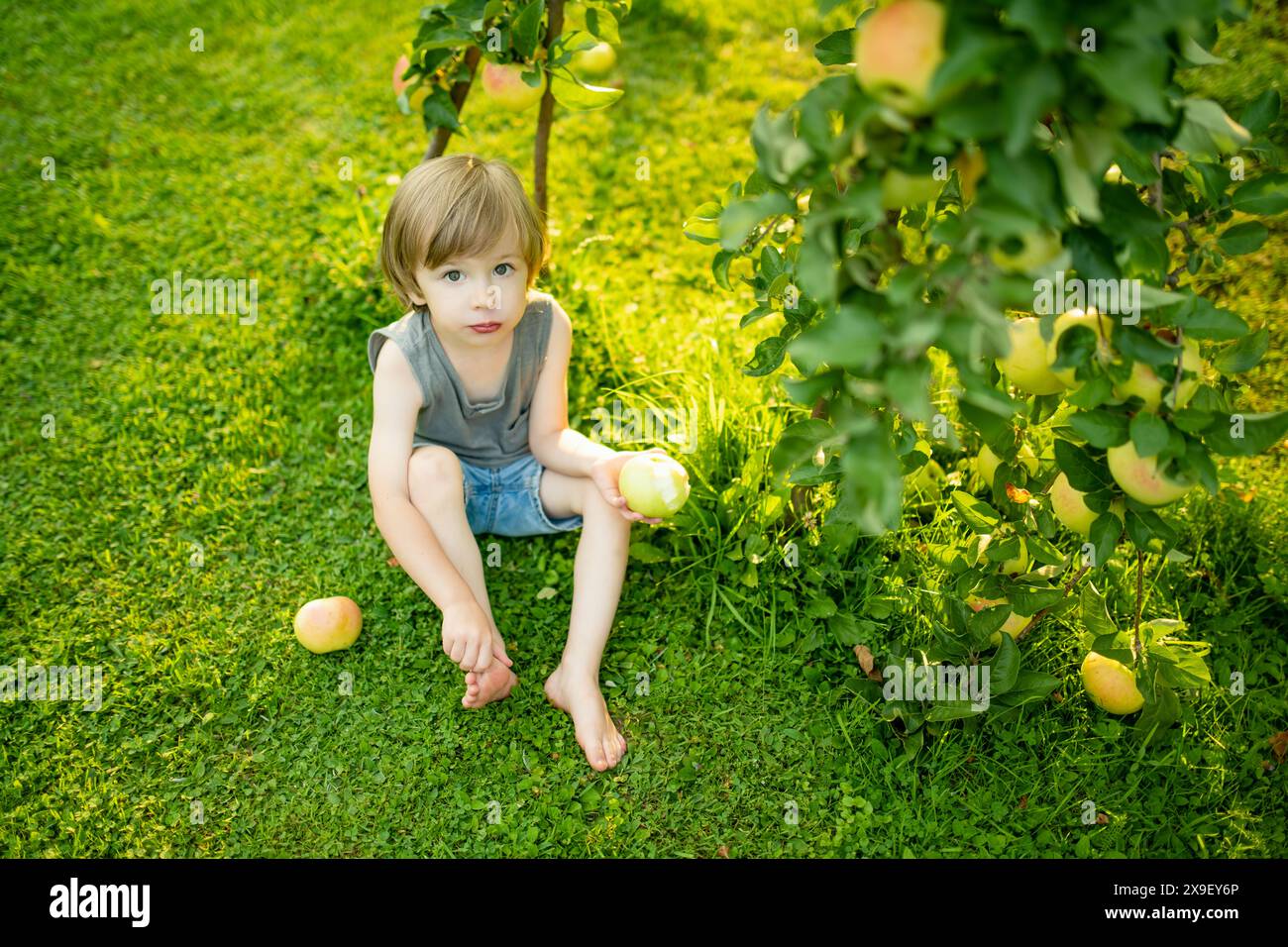 Cute toddler boy helping to harvest apples in apple tree orchard in ...