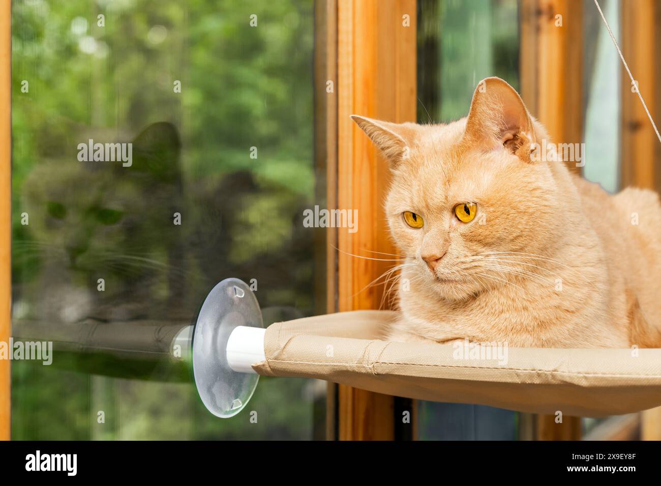 peach cat lies on a hanging bed. hanging cat bed attached to window ...