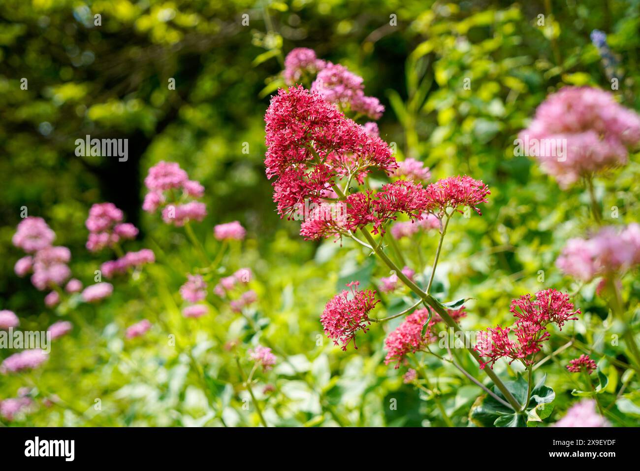 Multiple colours of Red Valerian Stock Photo - Alamy