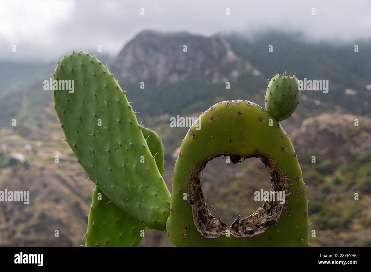 A hole in a prickly pear cactus in the Anaga Mountains in Tenerife ...