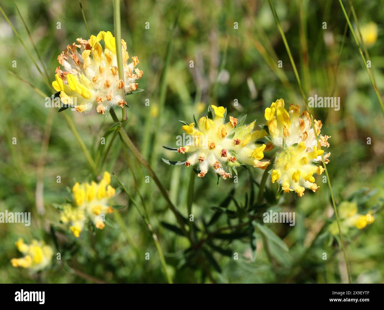 Kidney Vetch or Woundwort, Anthyllis vulneraria, Fabaceae. Anthyllis ...