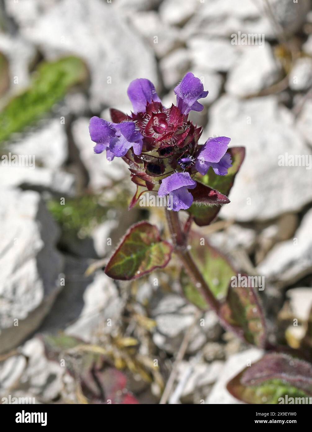 Self Heal, Prunella vulgaris, Labiatae. British wild flower Stock Photo ...