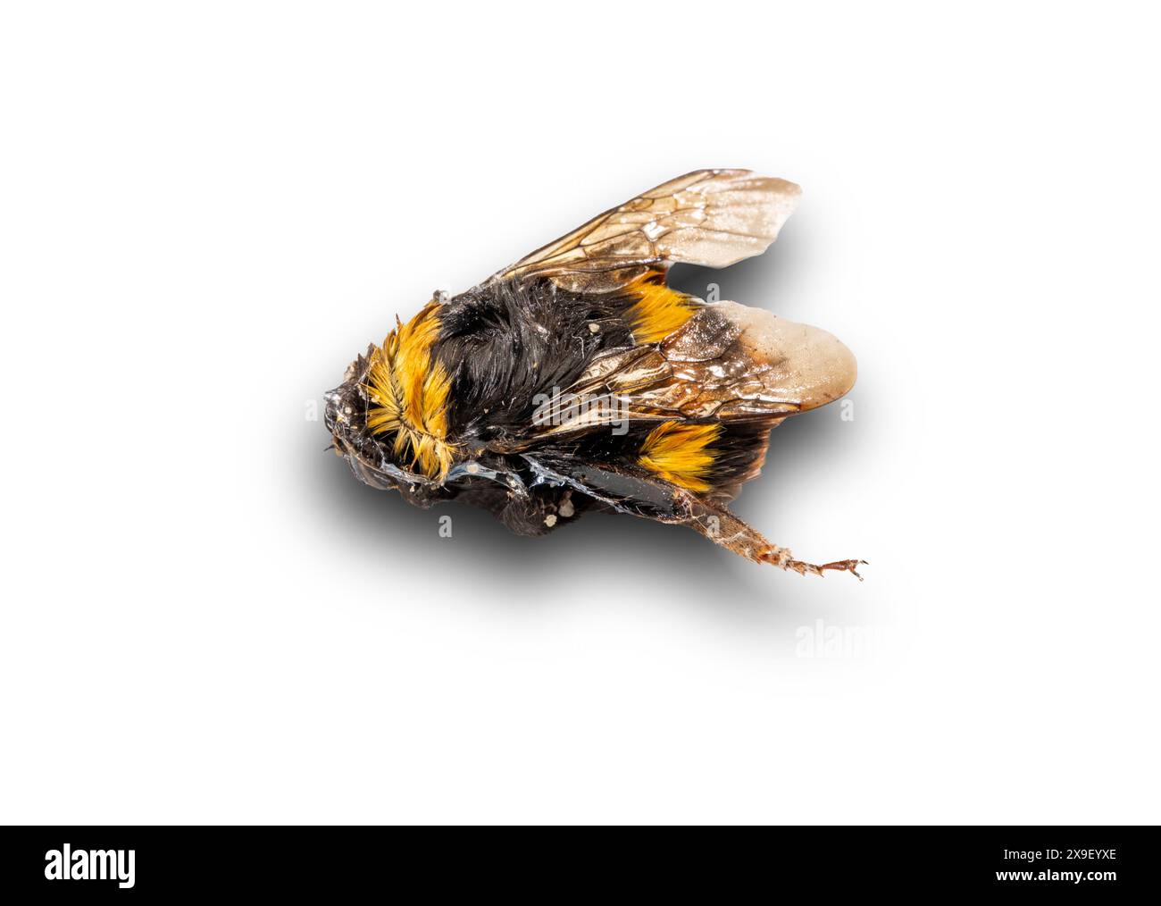 Dead bee hi-res stock photography and images - Alamy