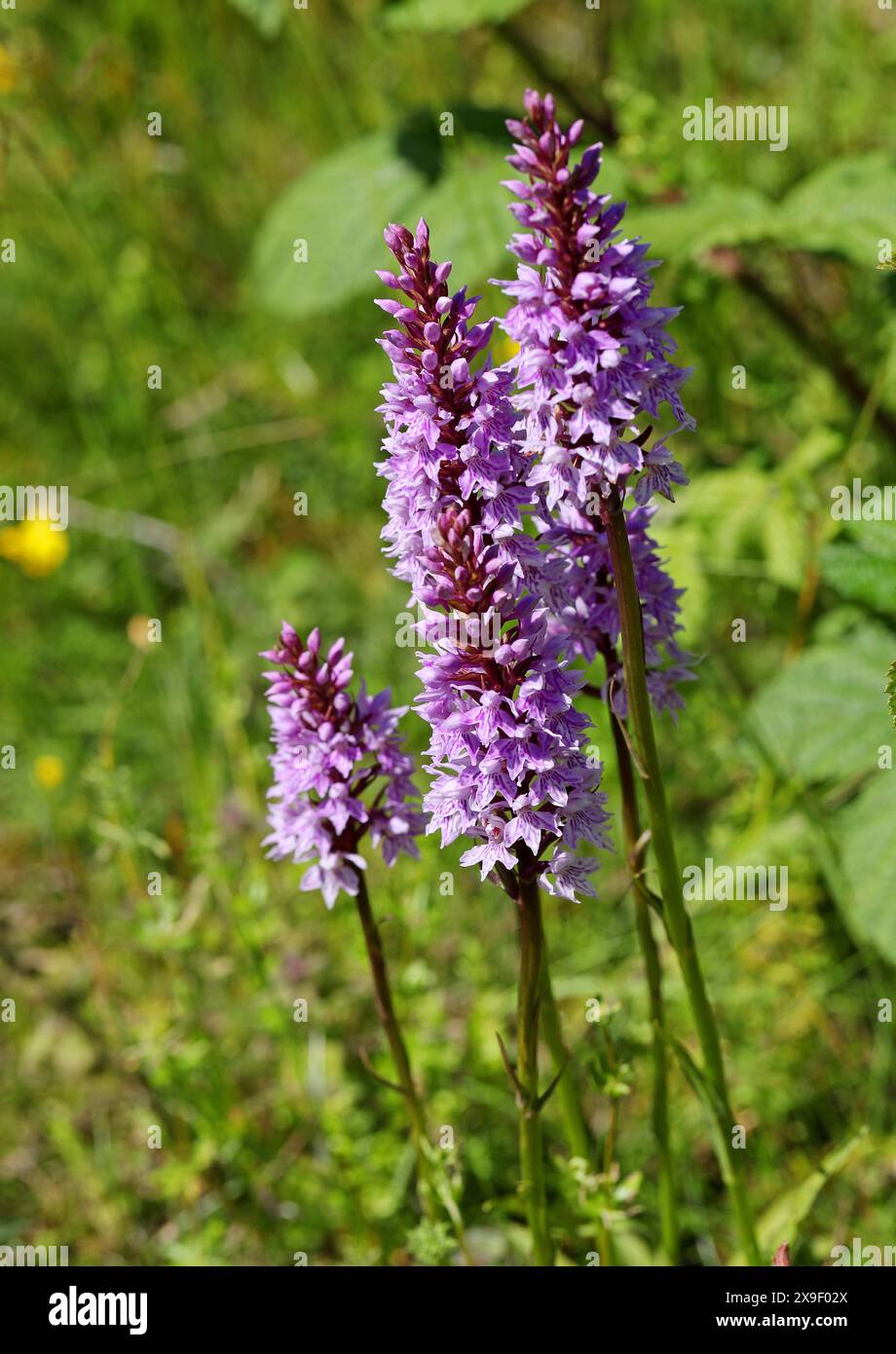 Common Spotted Orchids, Dactylorhiza fuchsii, Orchidaceae. Totternhoe ...