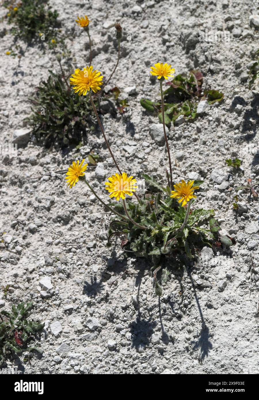 Rough Hawkbit or Bristly Hawkbit, Leontodon hispidus, Asteraceae Stock ...