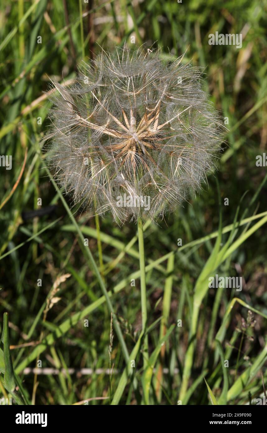 Goatsbeard, Tragopogon pratensis, Asteraceae, Compositae. Seed Head ...