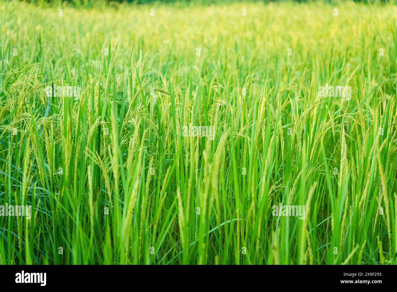 Paddy fields rice plants are seen close up in the indian Sundarbans ...