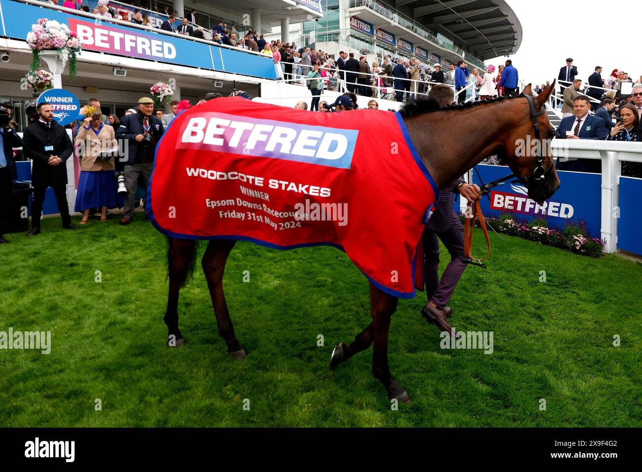 Horse Teej A in the parade ring after winning the Betfred British EBF ...