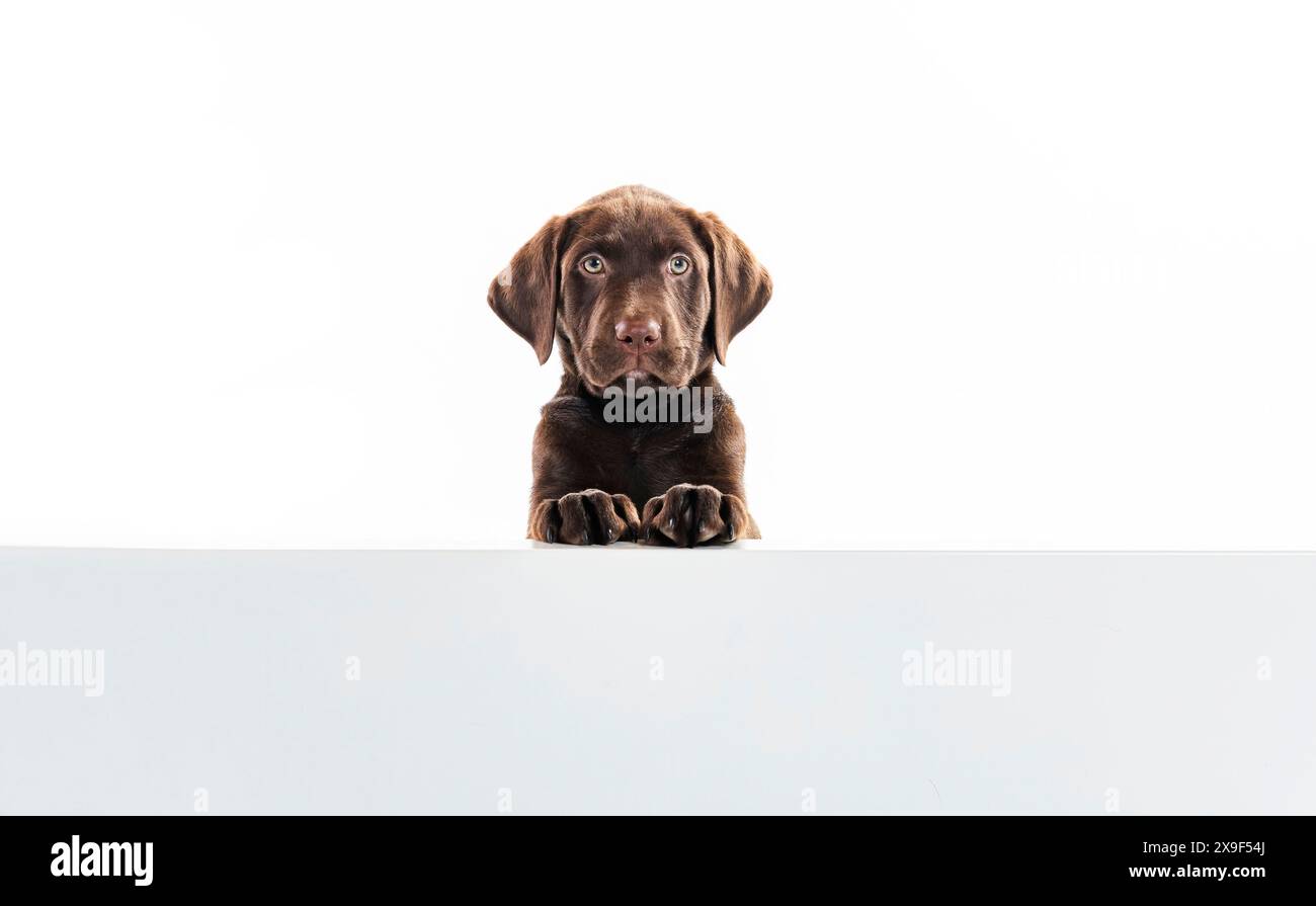 2 months old Labrador Retriever dog on white background Stock Photo - Alamy