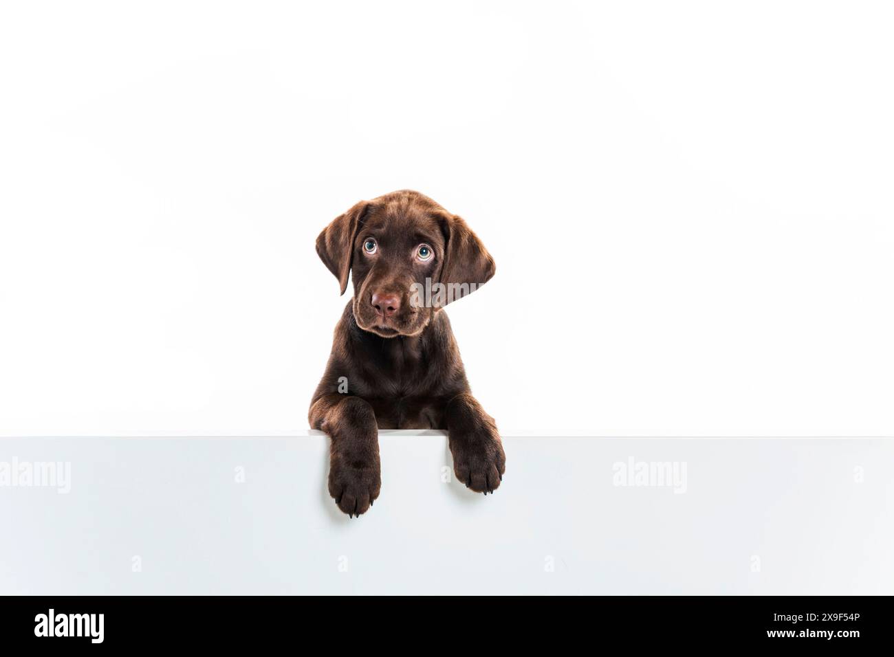 2 months old Labrador Retriever dog on white background Stock Photo - Alamy